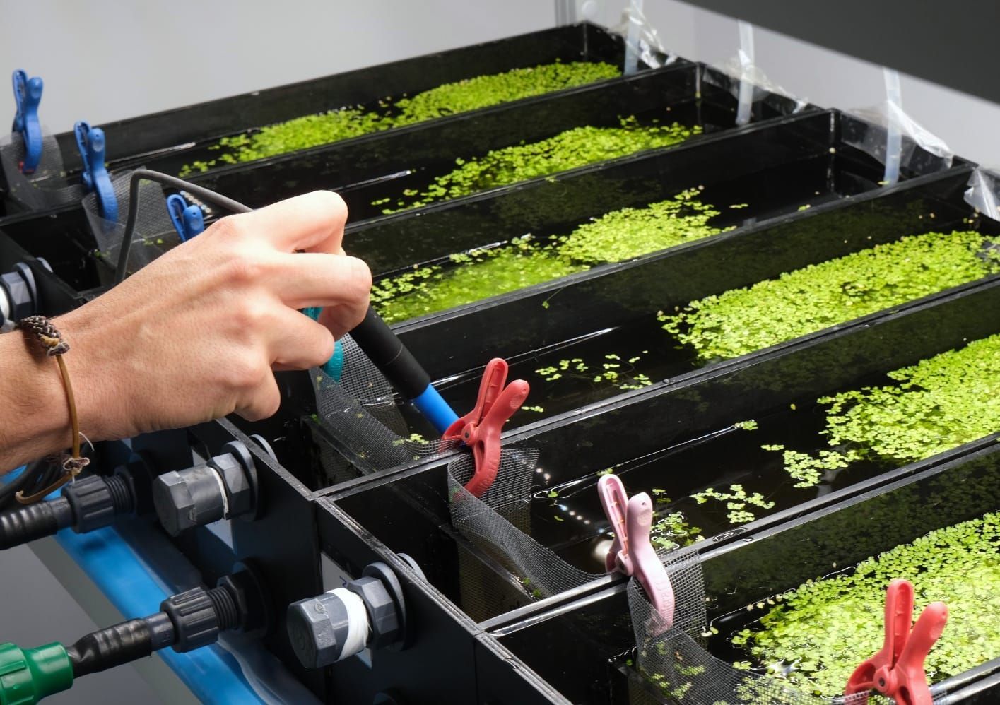 Mitigating nutrient losses with lemna | NutriBudget